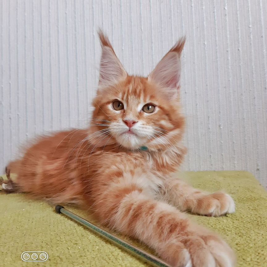 Чистокровные котята от ласковых мэйн кунов