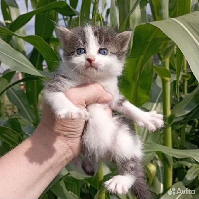 Котенок девочка бело-полосатая