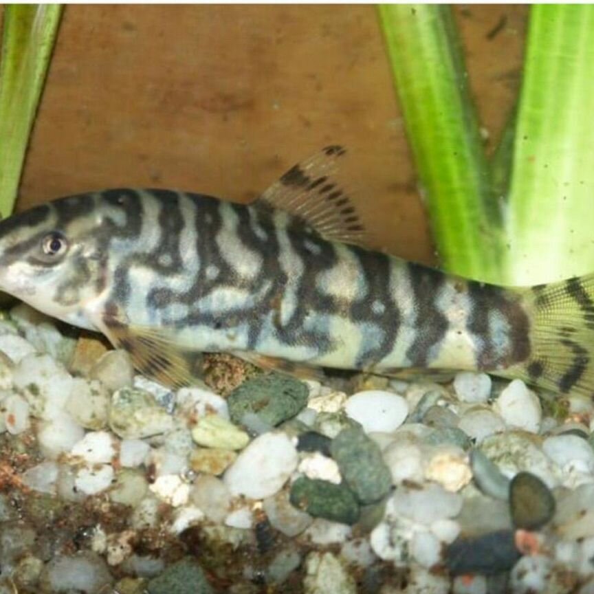 Боция хистрионика рыбка