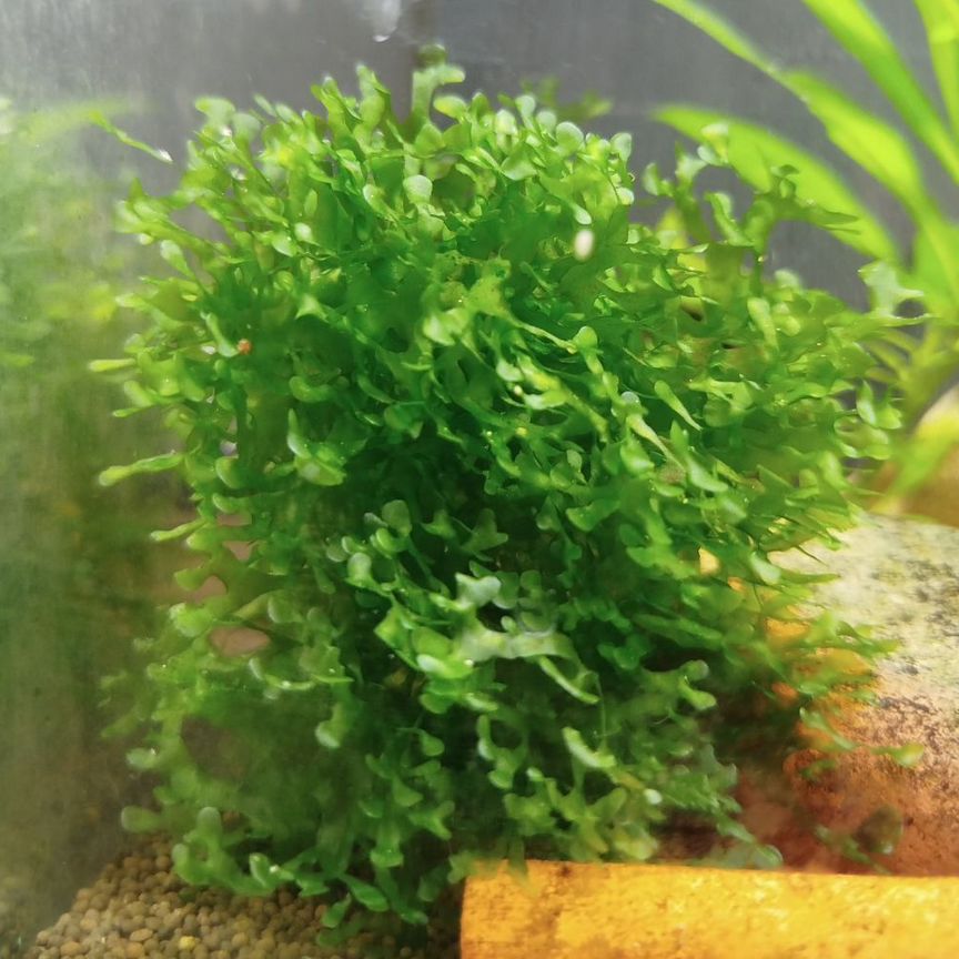 Ломариопсис линеата