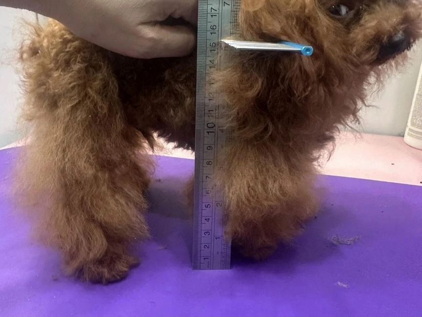 Мальтипу микро тедди тикап