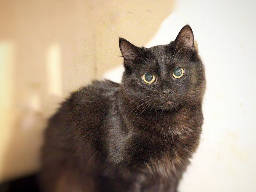 Черная кошка Тучка в добрые руки