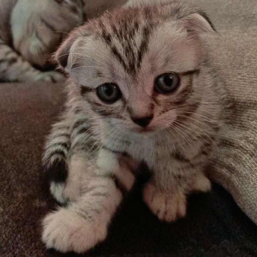 Шотландские вислоухие котята