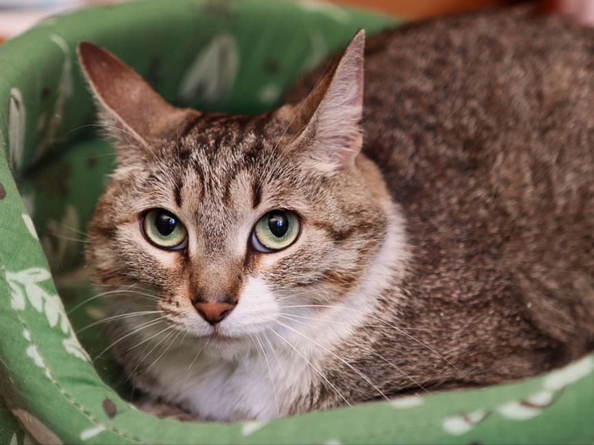 Кошка Бусинка ищет дом