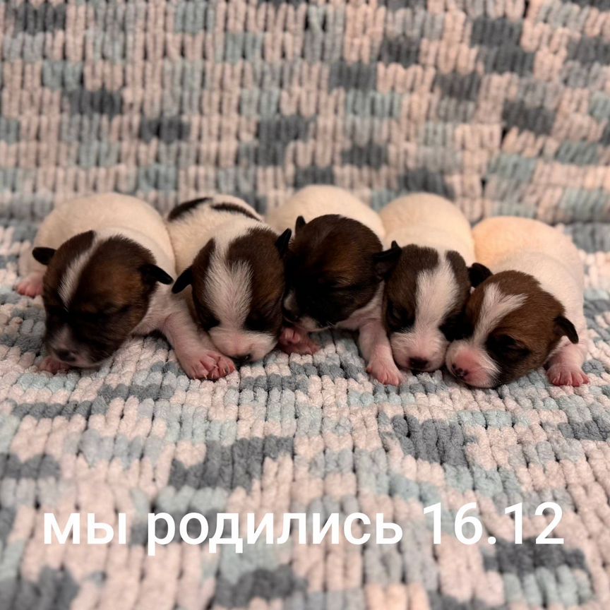 Джек-рассел-терьер, щенок