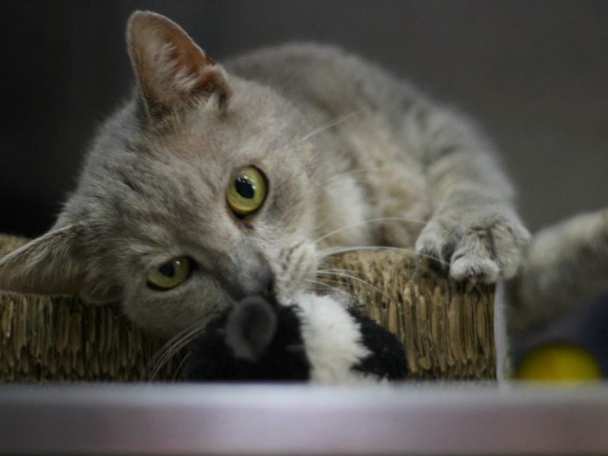 Котик Ласик