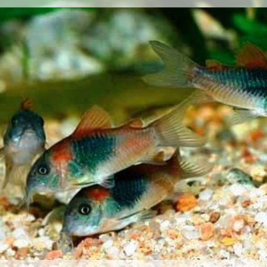 Продам аквариумных рыбок