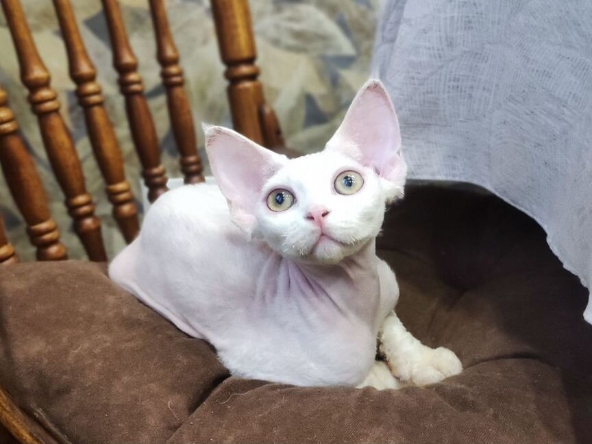 Котята девон-рекс