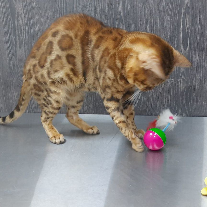 Кошки в добрые руки