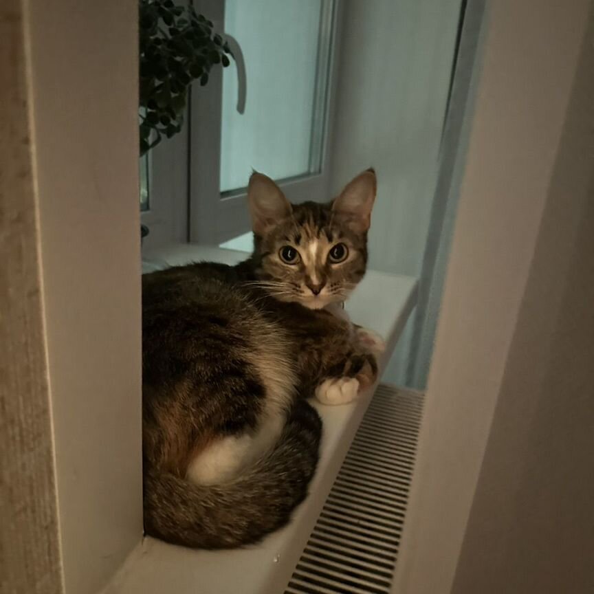 Взрослая, Девочка кошка в добрые руки