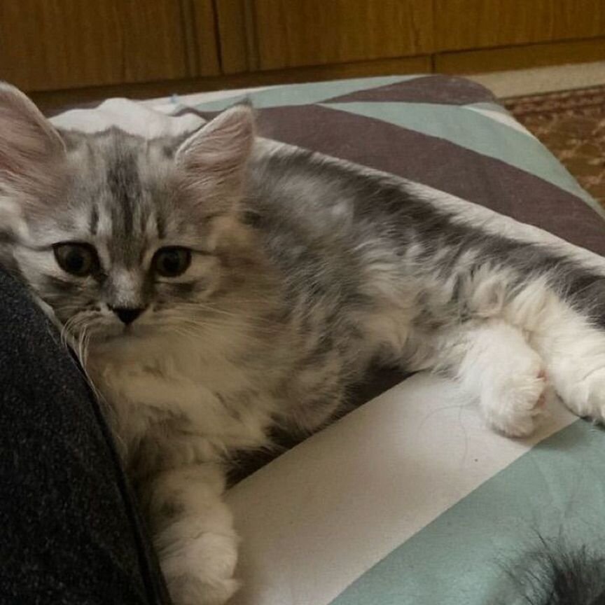 Британские котята