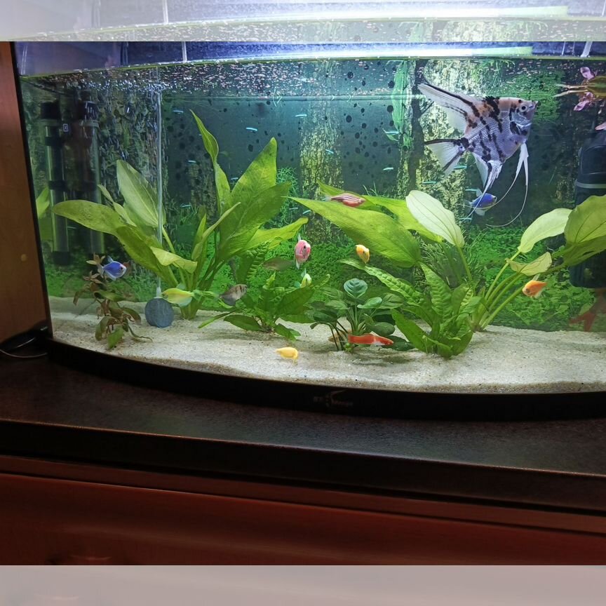 Аквариумные рыбки