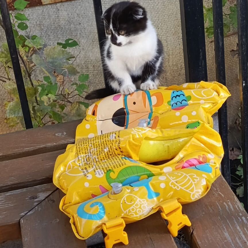 Котята в добрые руки бесплатно