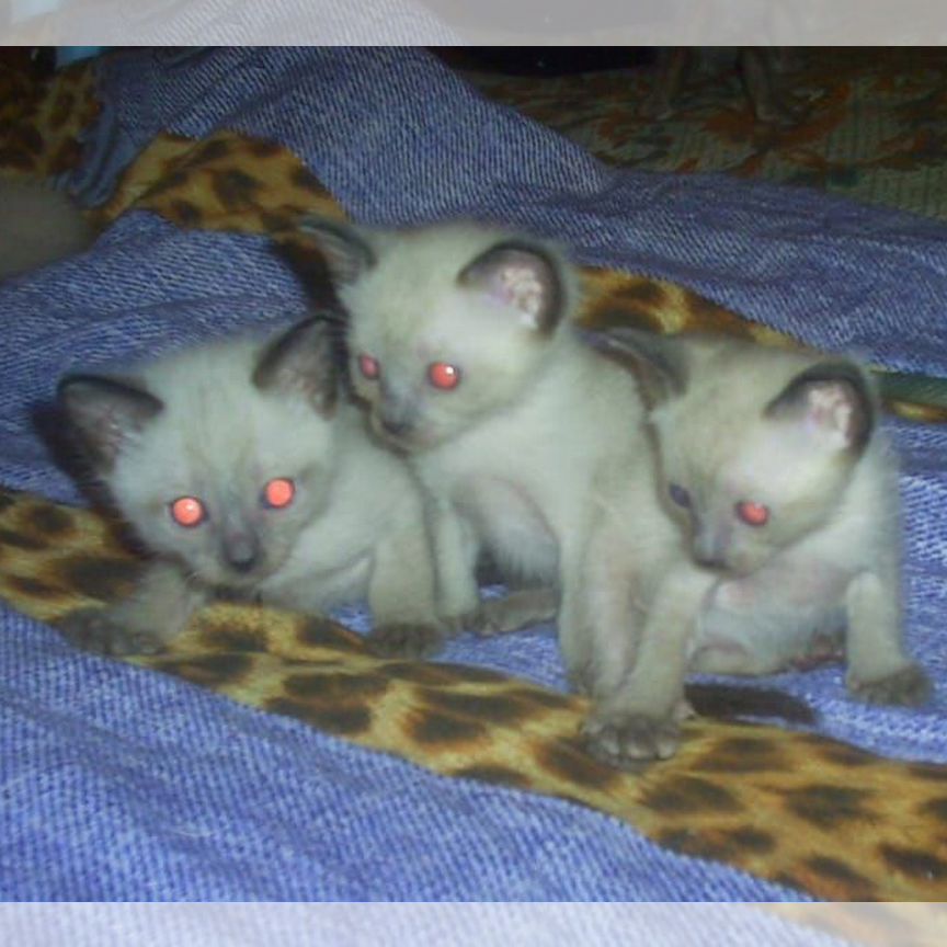 Тайские котята