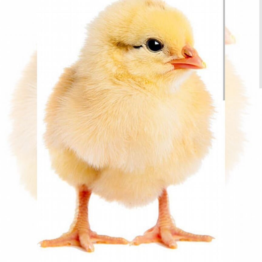 Цыплята на заказ