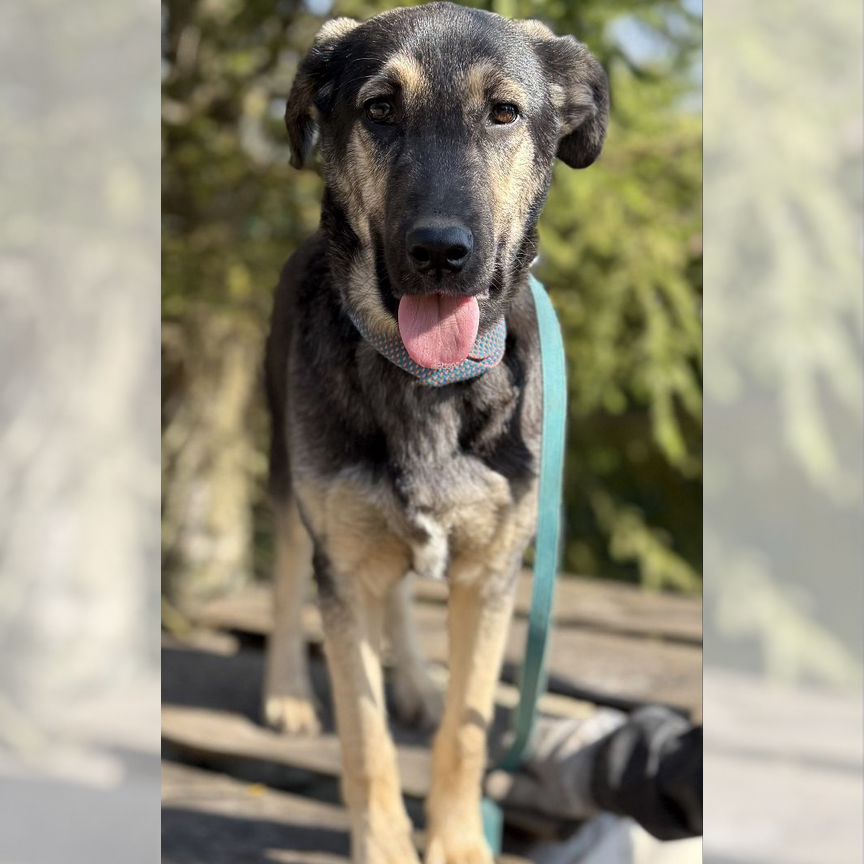 Щенок в добрые руки