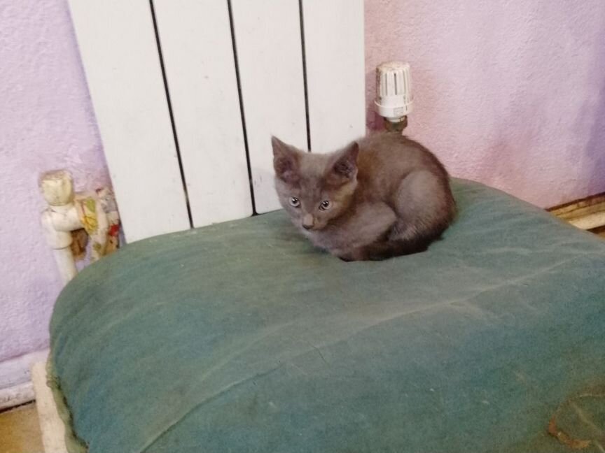 Кошка в дар