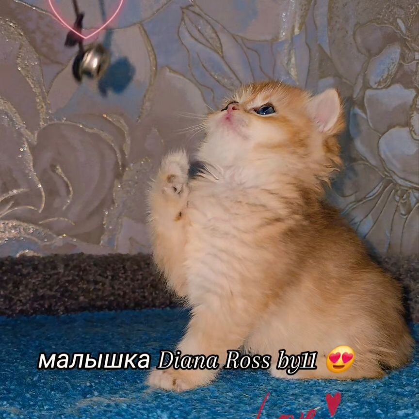 Британские котята золотая шиншилла девочка
