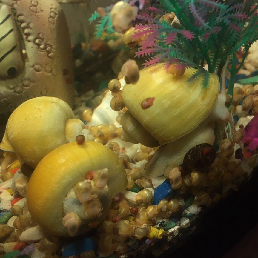 Улитки аквариумные ампулярии детки