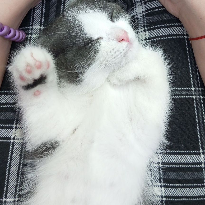 Отдам в добрые руки котенка мальчика