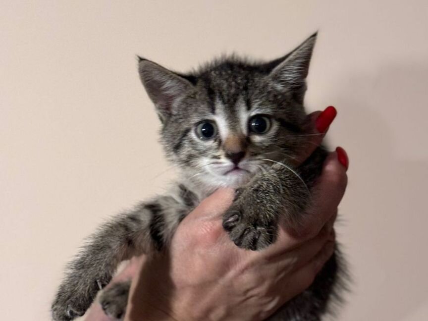 Котята