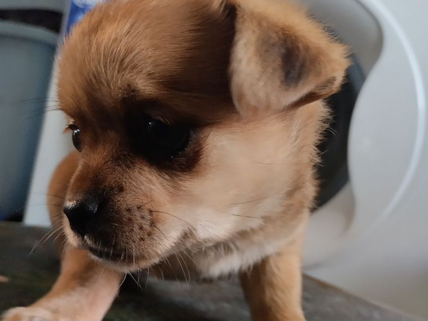 Щенок пекинеса