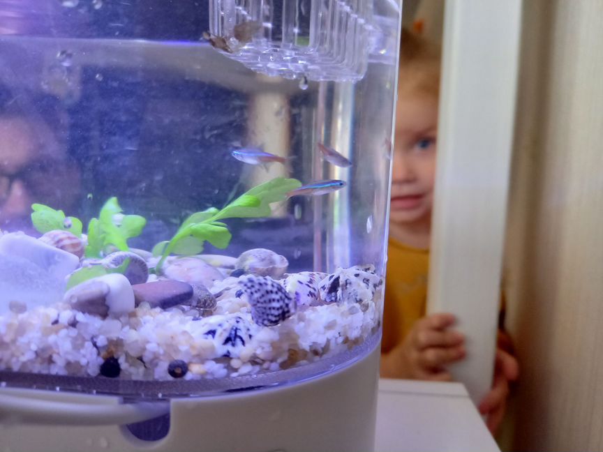 Аквариумные рыбки неоны 3 шт