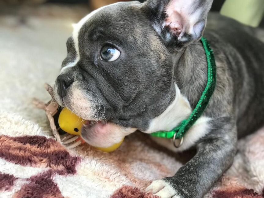 Французский бульдог щенки