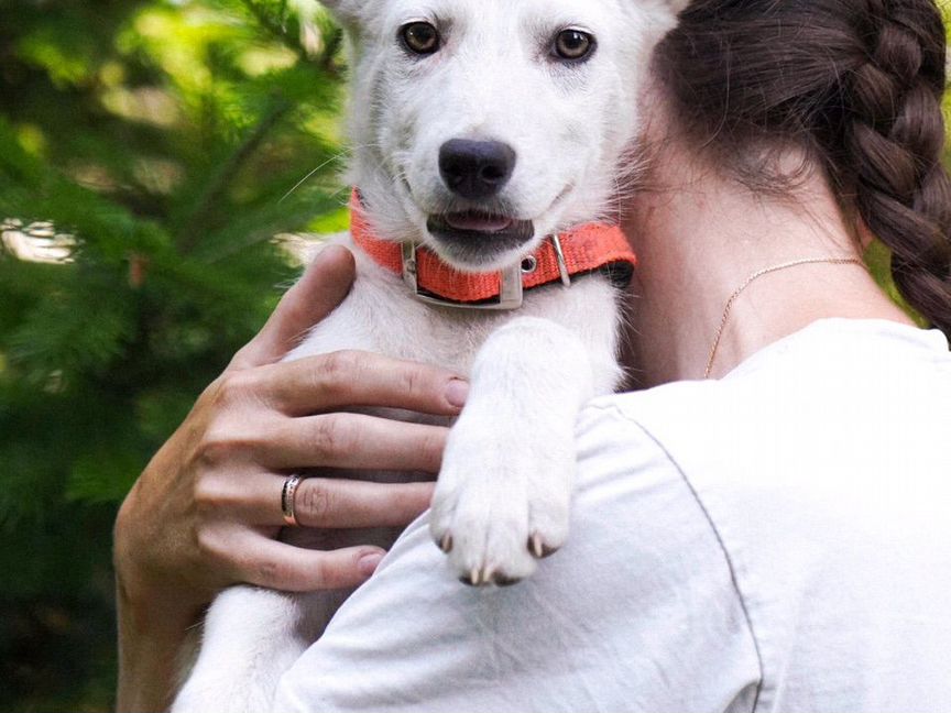 Отдам щенка мальчика