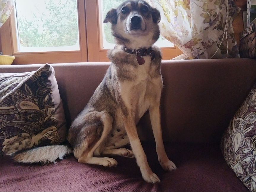 Небольшая собака в дар