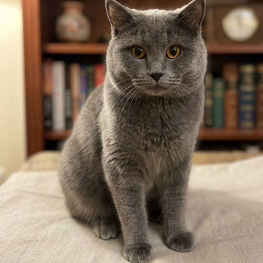 Британский короткошёрстный, взрослый кот