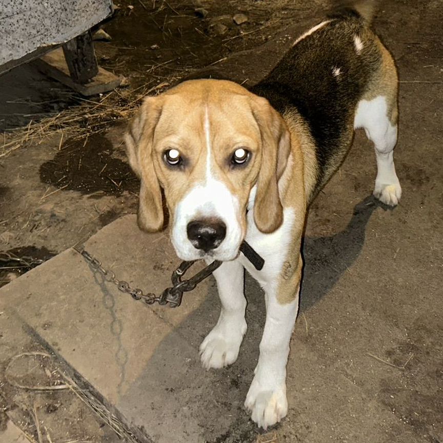 Бигль, взрослый пёс