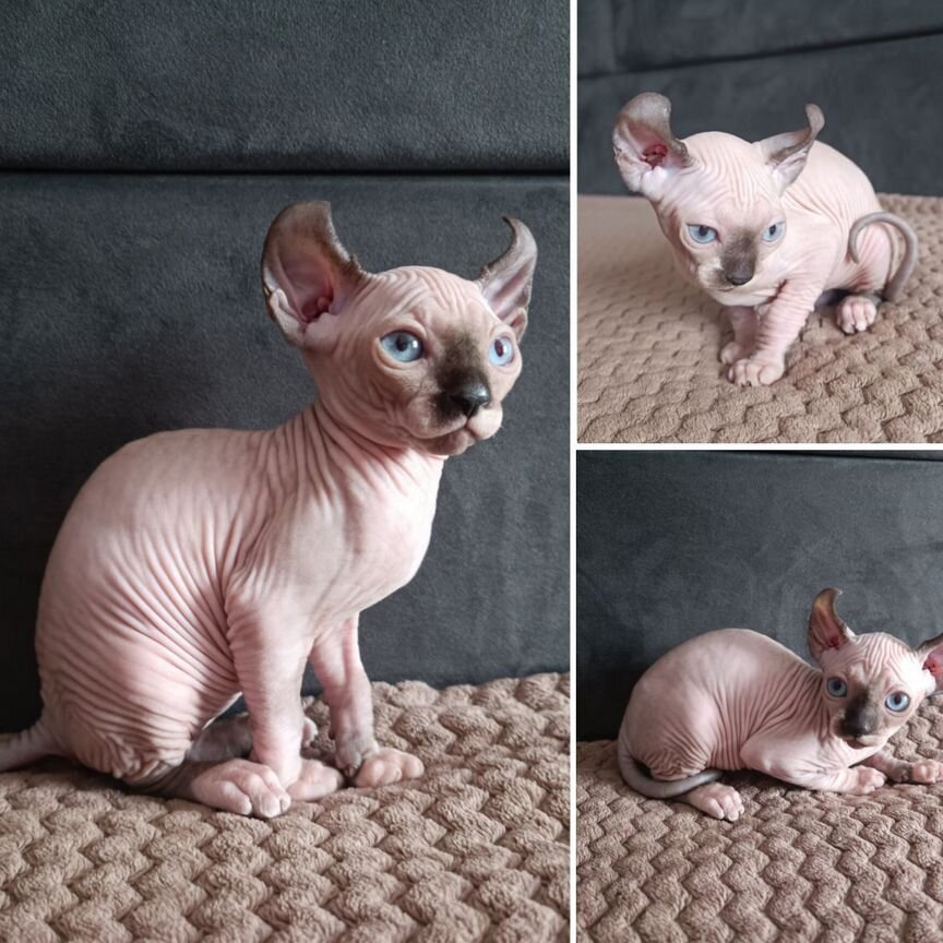 Сфинкс эльф котята