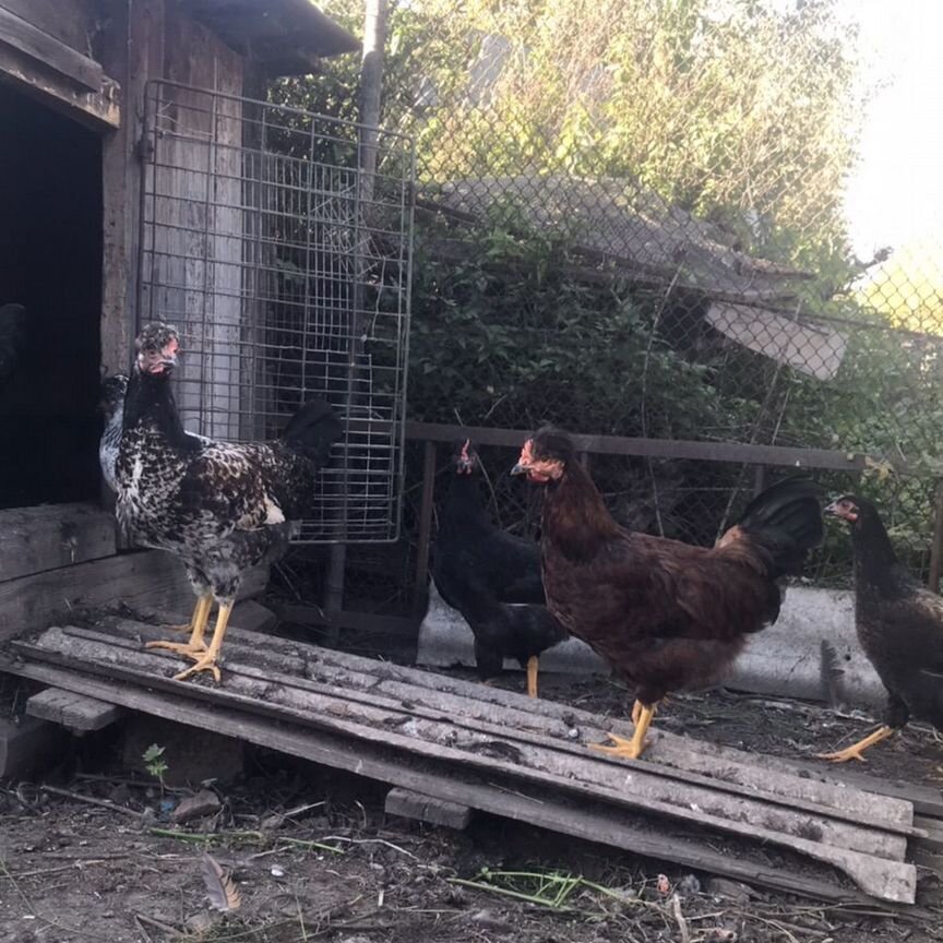Хохлатые петушки