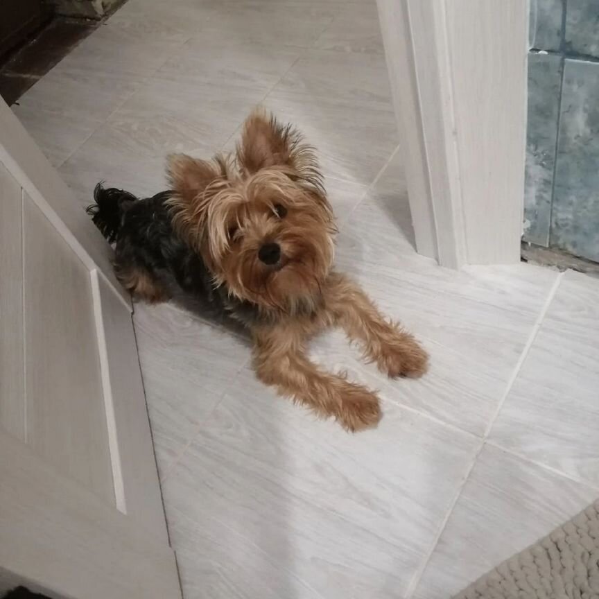 Йоркширский терьер вязка мальчик