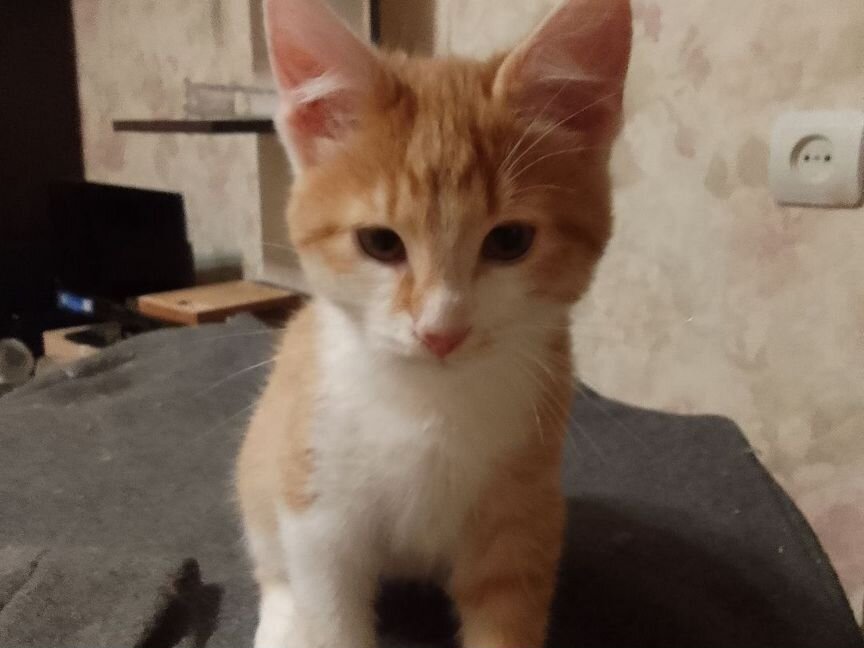 Кошки в добрые руки бесплатно