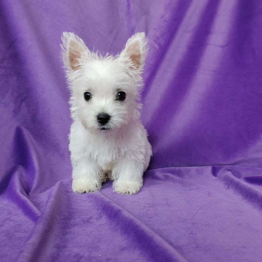 Вест хайленд вайт терьер щенки