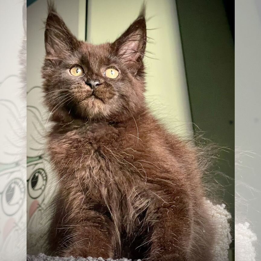 Котята мейн-кун черная королева