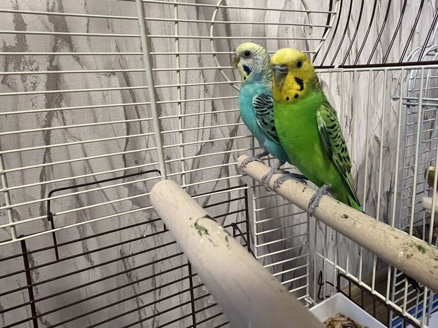 Волнистый попугай