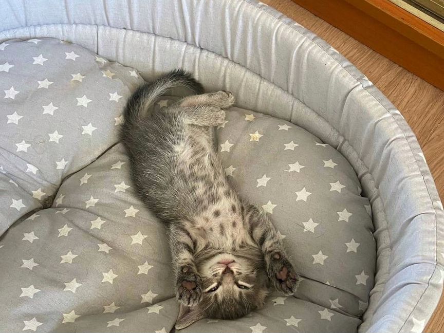 Котята русская голубая в добрые руки