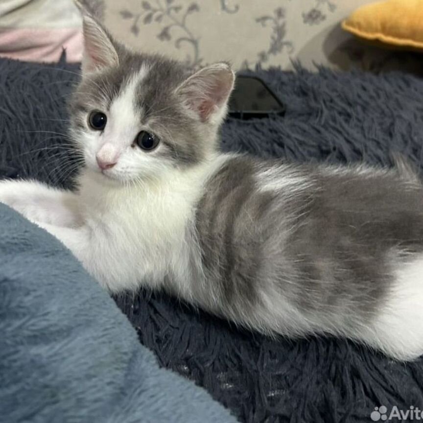 Котенок мальчик В добрые руки