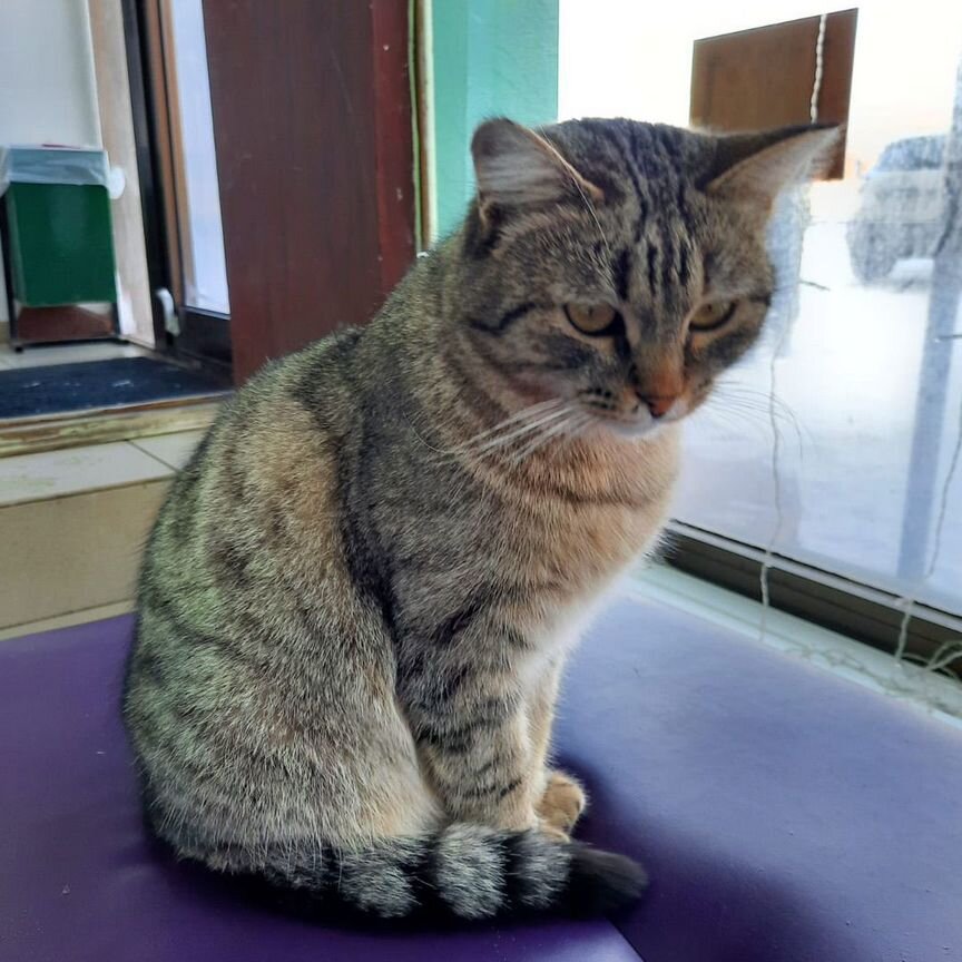 Кошечка живет на улице