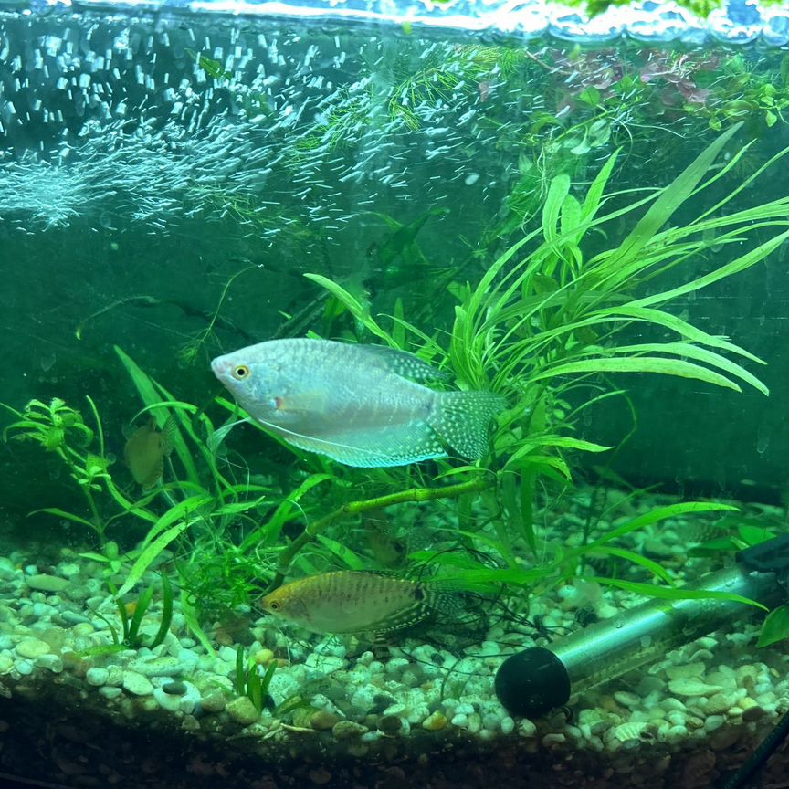 Аквариумные рыбки бесплатно