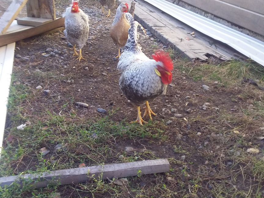Продам петухов