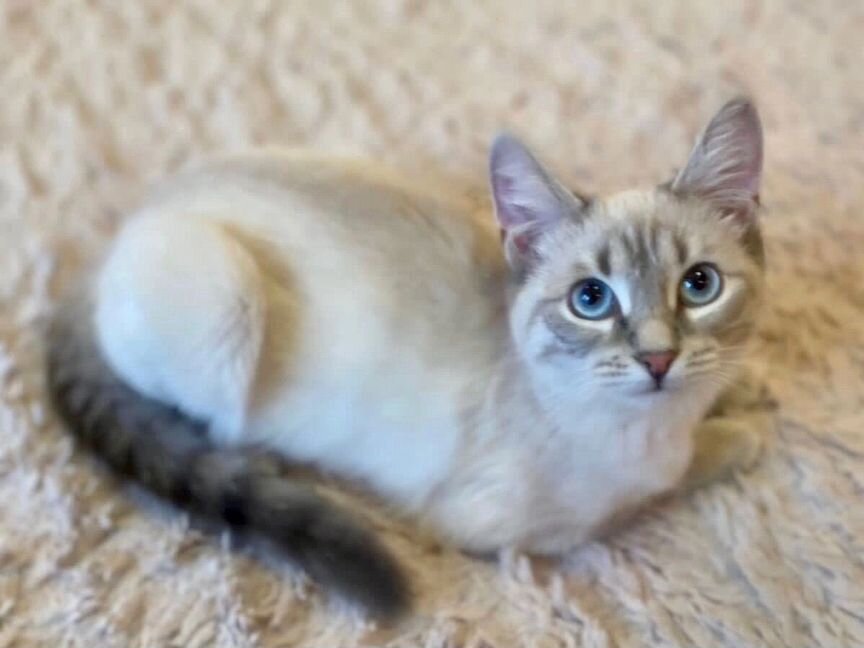 Юная голубоглазая красавица ищет дом