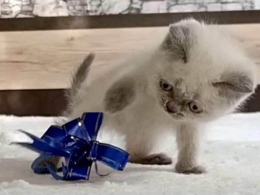 Шотландская девочка