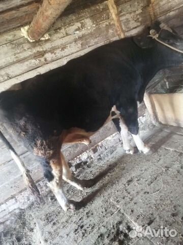 Быки на мясо