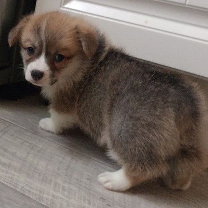 Вельш-корги пемброк Мальчик