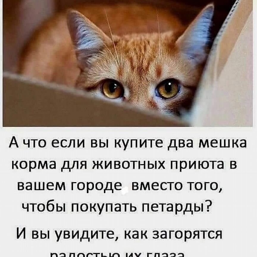 Корм вместо петард