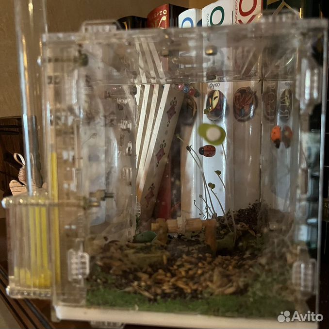 Муравейник муравьиная ферма